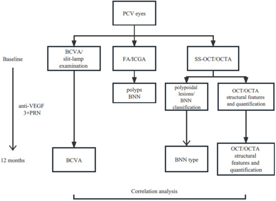 Different Morphology of Branching Neovascular Network in Polypoidal ...