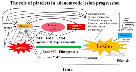 The Role of Platelets in the Pathogenesis and Pathophysiology of ...