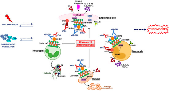 Advances in the Pathophysiology of Thrombosis in Antiphospholipid ...