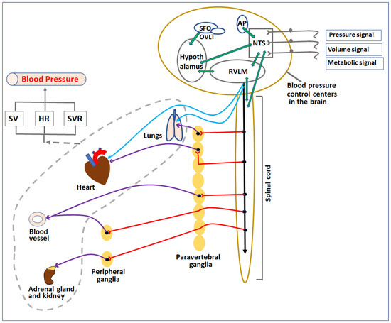 Controls of Central and Peripheral Blood Pressure and Hemorrhagic ...