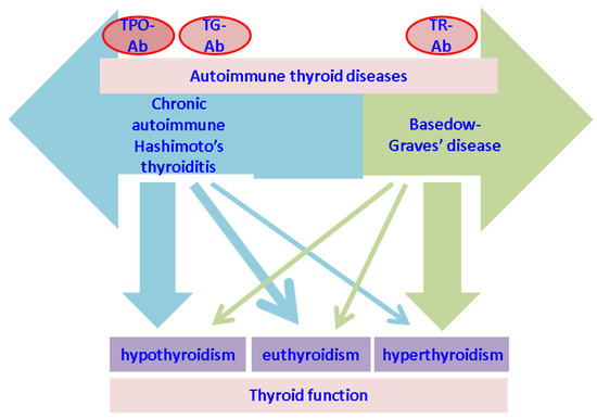 Study of the Thyroid Profile of Patients with Alopecia