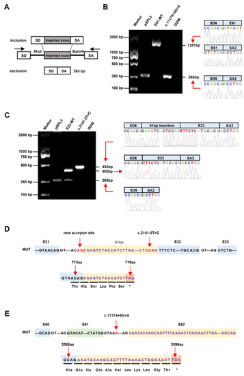 A Potential Therapy Using Antisense Oligonucleotides to Treat Autosomal ...