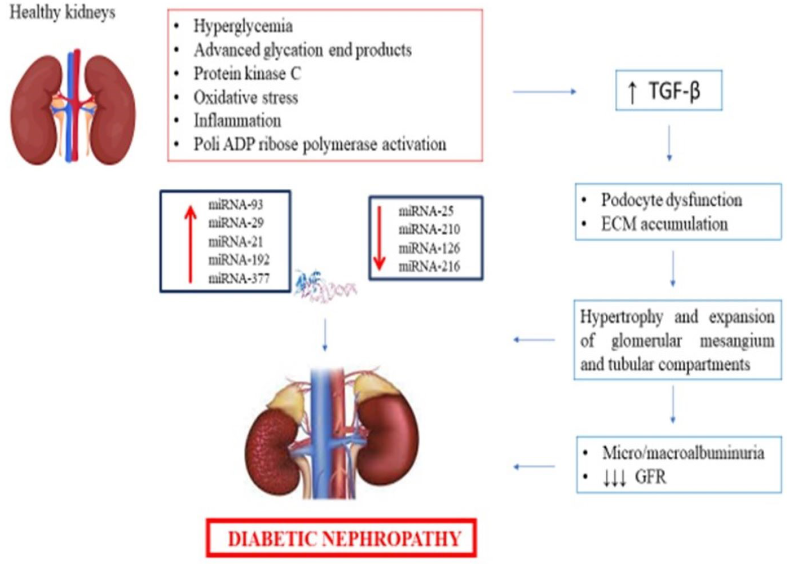 Pediatric Diabetic Nephropathy: Novel Insights from microRNAs