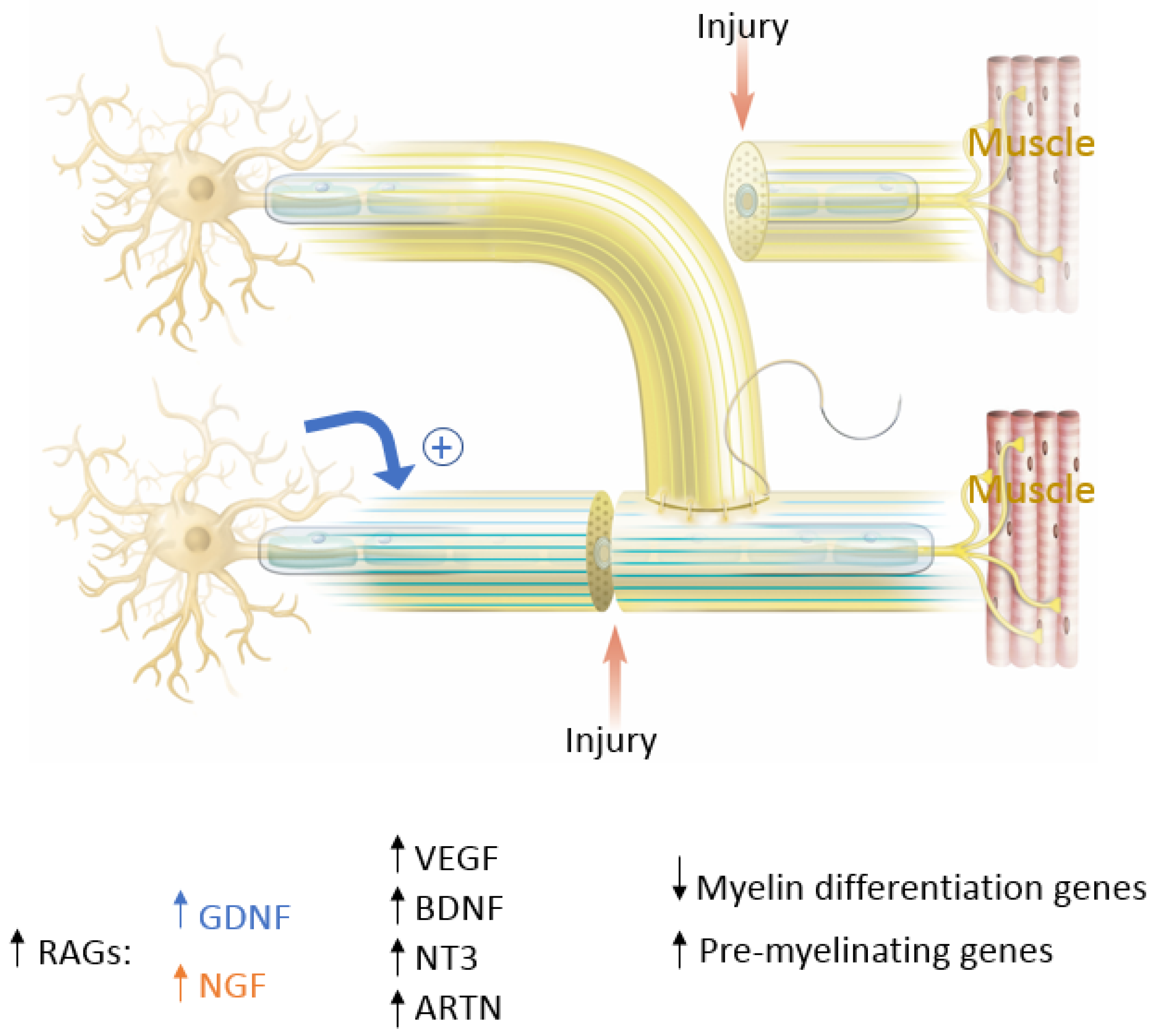 Molecular Basis of Surgical Coaptation Techniques in Peripheral Nerve ...