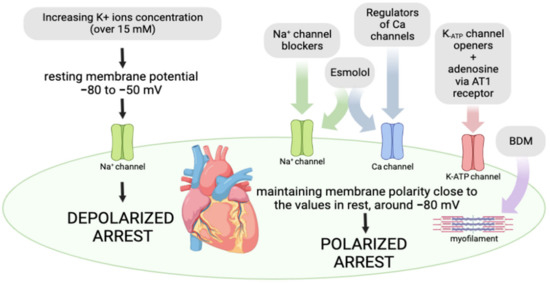 Cardioplegia in Open Heart Surgery: Age Matters