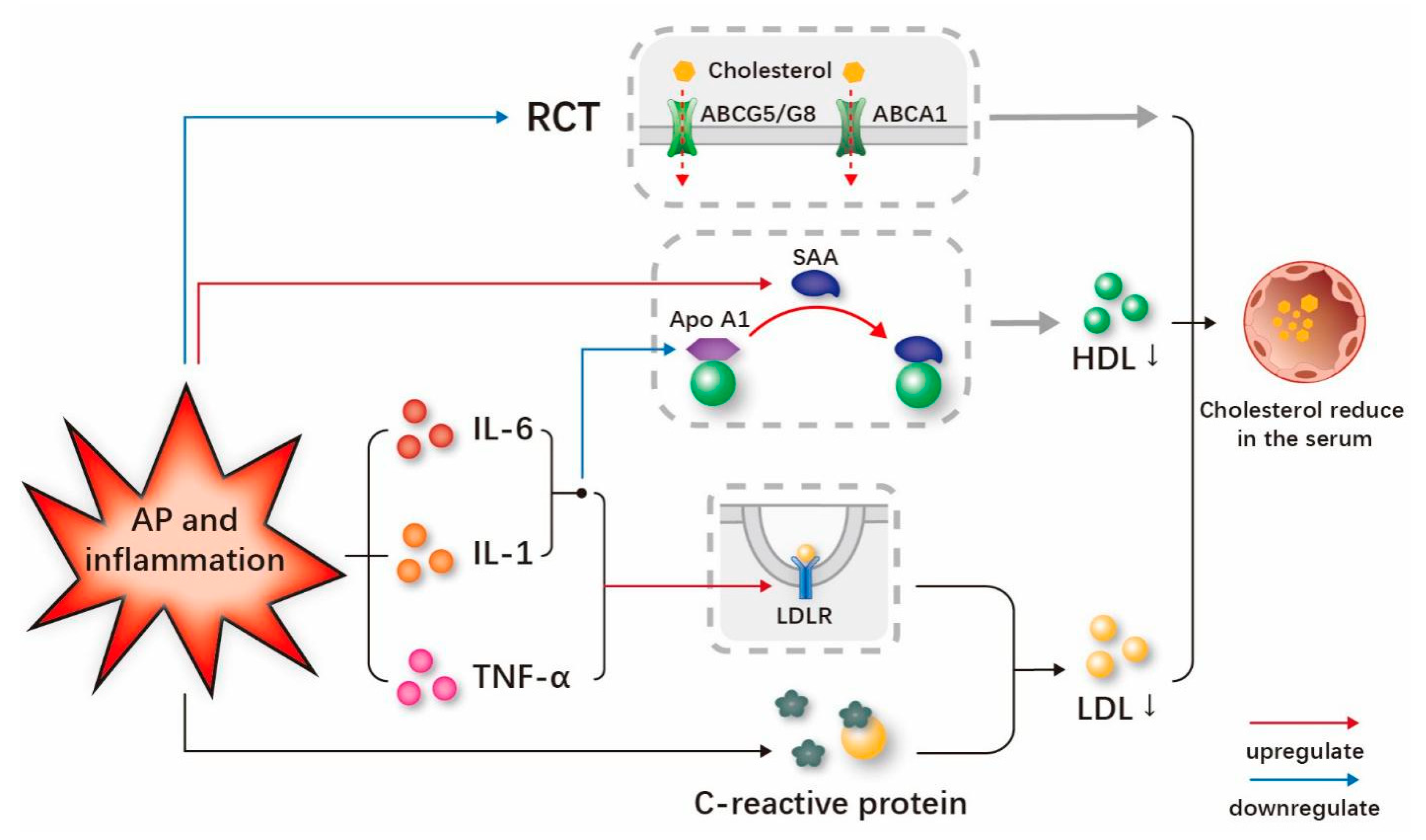 Relationship between Cholesterol-Related Lipids and Severe Acute ...
