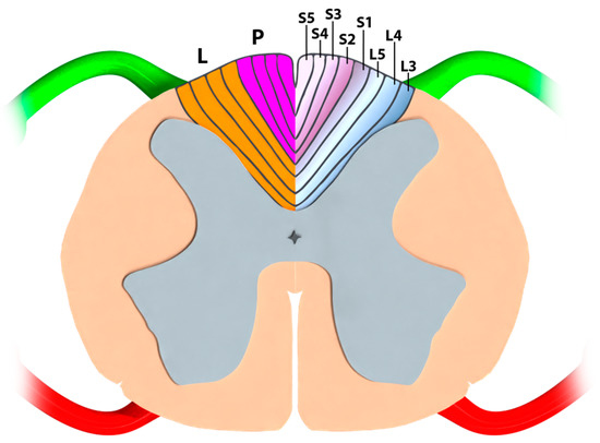 “Neuro-Fiber Mapping”: An Original Concept of Spinal Cord Neural ...
