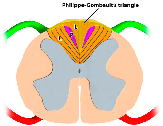 “Neuro-Fiber Mapping”: An Original Concept of Spinal Cord Neural ...