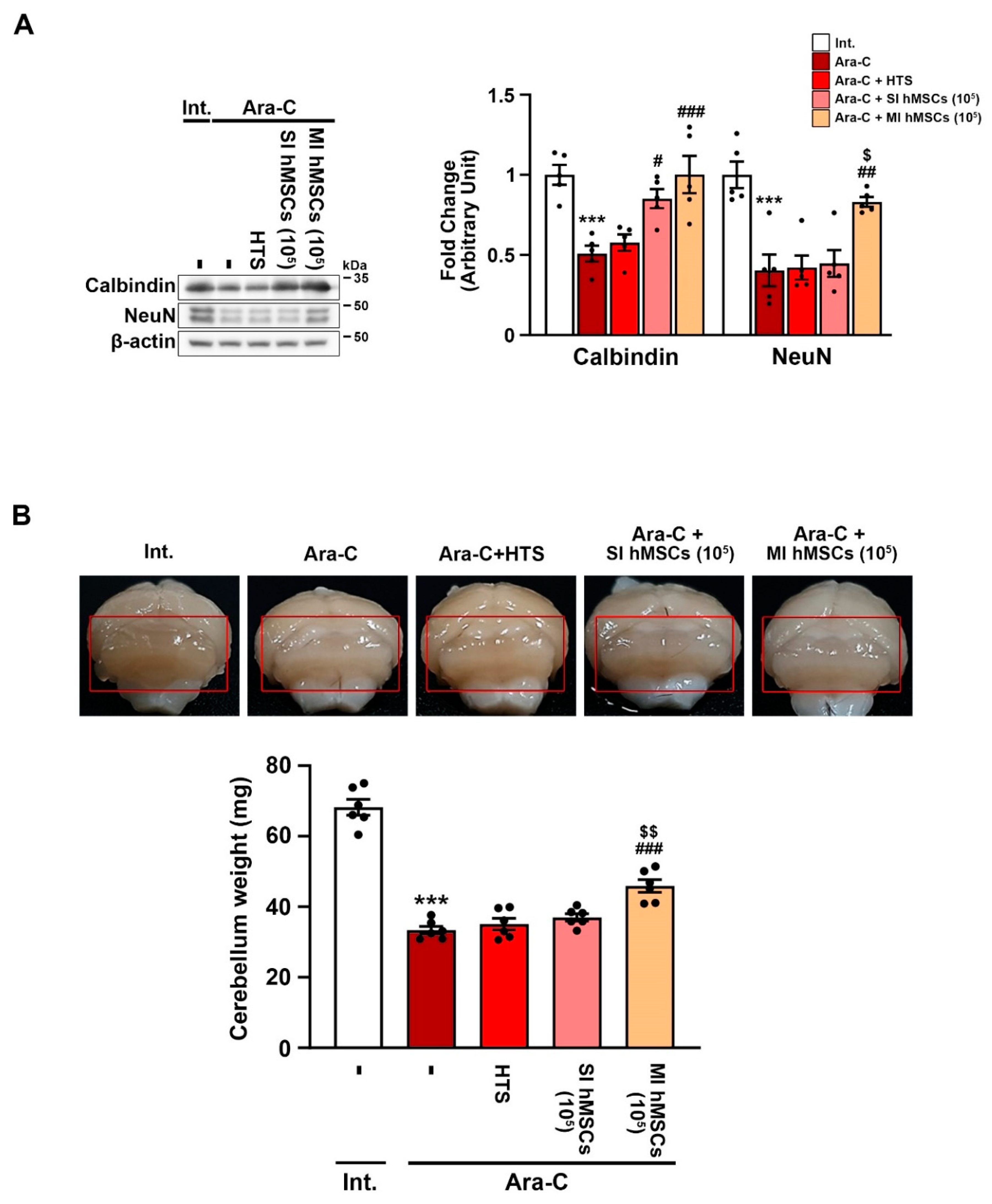 Mesenchymal Stem Cell Transplantation Ameliorates Ara-C-Induced Motor ...
