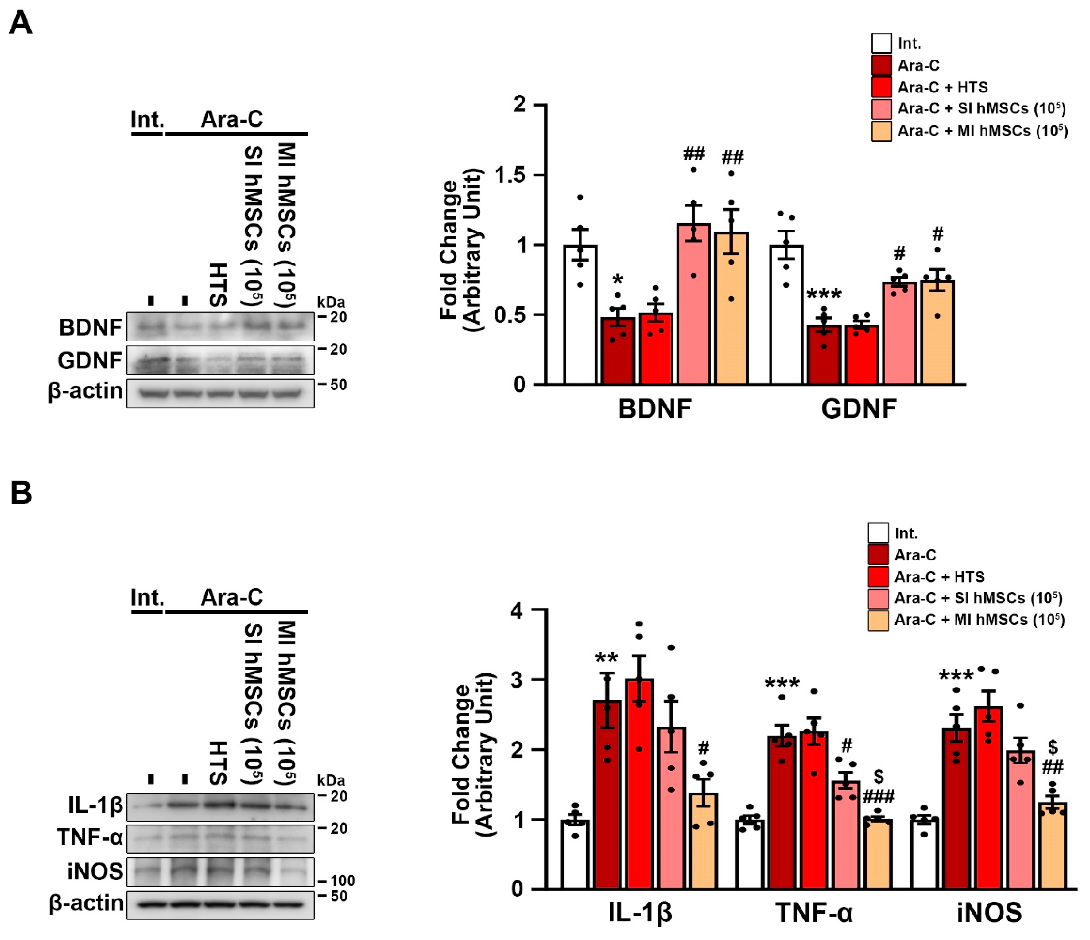 Mesenchymal Stem Cell Transplantation Ameliorates Ara-C-Induced Motor ...