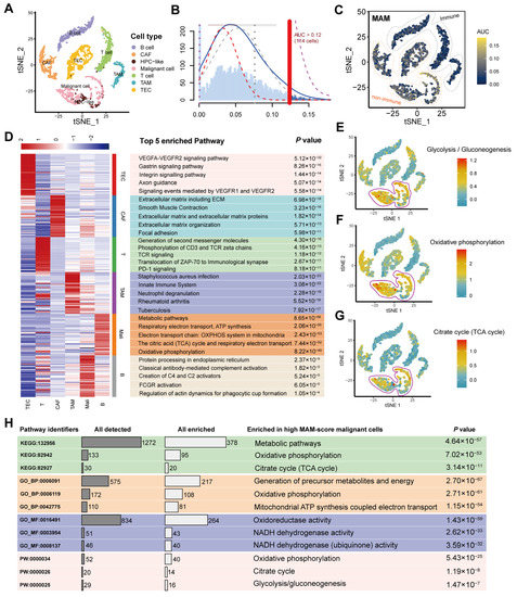 Mitochondria-Associated Endoplasmic Reticulum Membrane (MAM) Is a ...