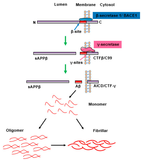 The Potential Roles of Exosomes Carrying APP and Tau Cleavage Products ...