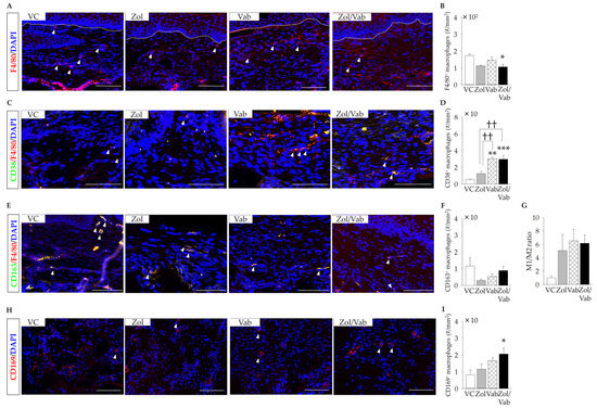 Zoledronate/Anti-VEGF Neutralizing Antibody Combination Administration ...