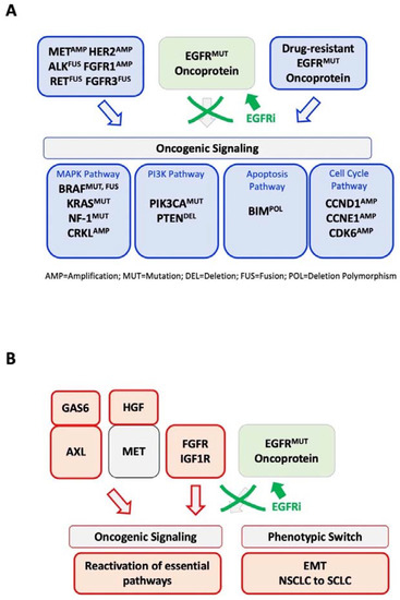 A Closer Look at EGFR Inhibitor Resistance in Non-Small Cell Lung ...