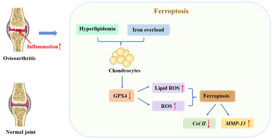 The Potential Roles of Ferroptosis in Pathophysiology and Treatment of Musculoskeletal Diseases ...