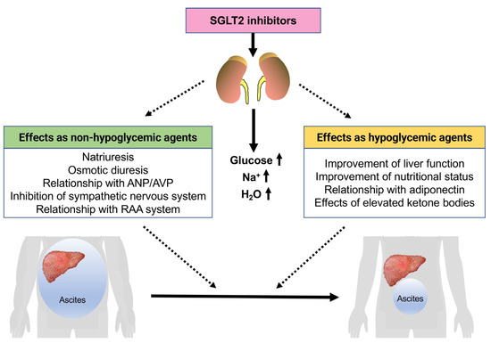 The Effects of SGLT2 Inhibitors on Liver Cirrhosis Patients with ...