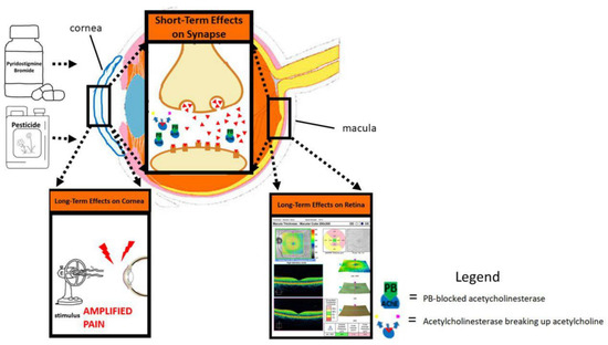 Pyridostigmine Bromide Pills and Pesticides Exposure as Risk Factors ...