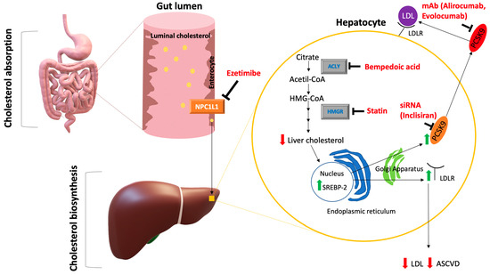 Management of Statin Intolerant Patients in the Era of Novel Lipid ...