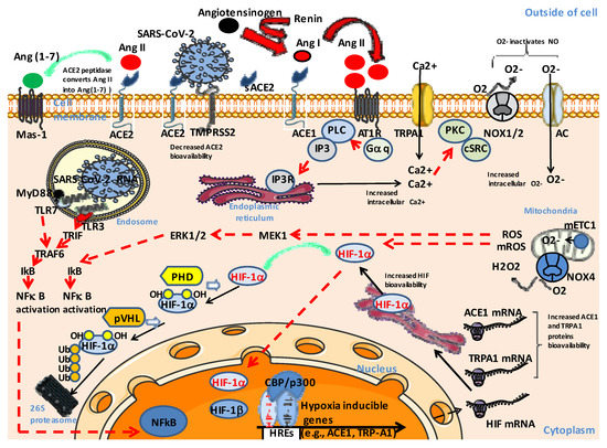 Unraveling the Underlying Molecular Mechanism of ‘Silent Hypoxia’ in ...