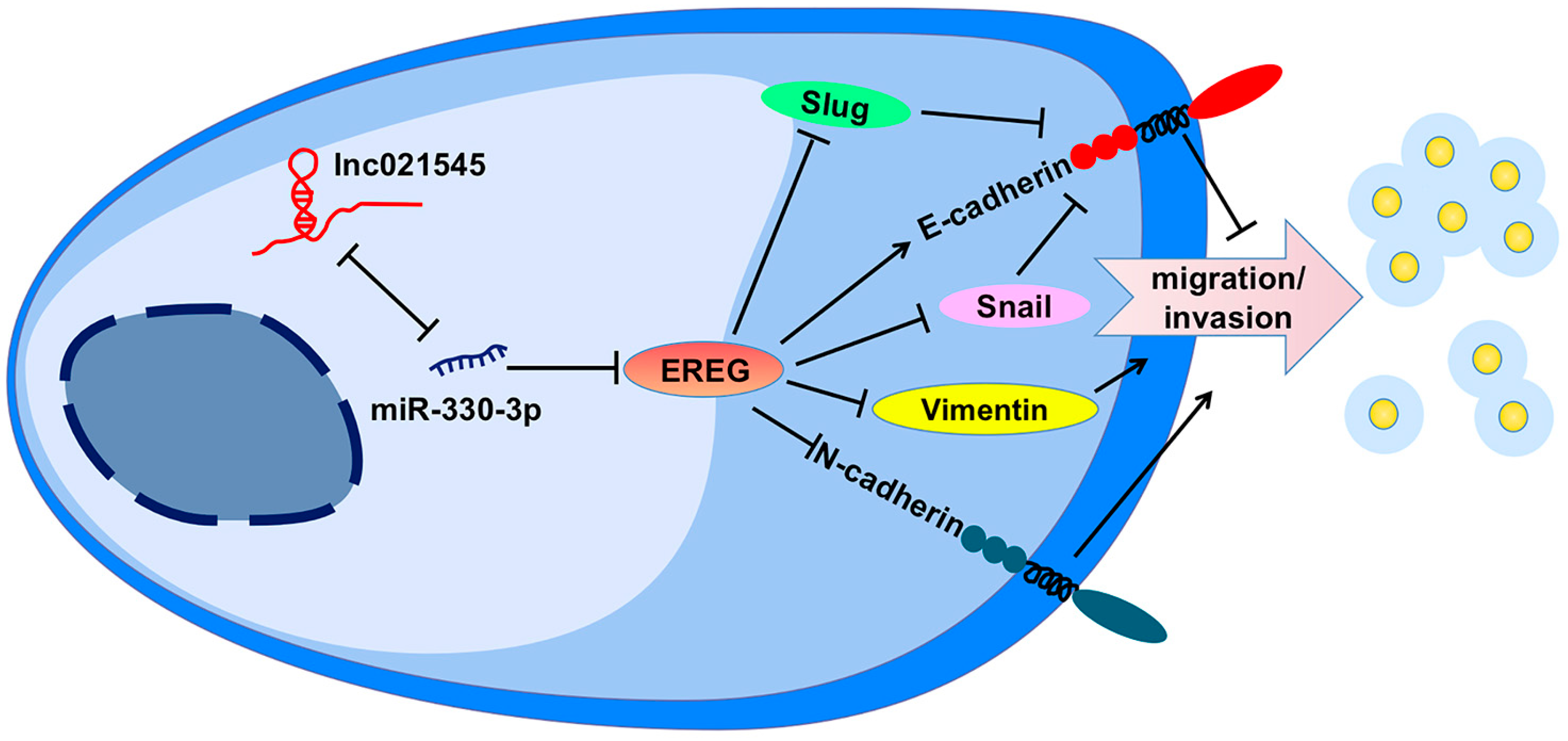 NONHSAT021545/miR-330-3p/EREG: A Cooperative Axis in Breast Cancer ...