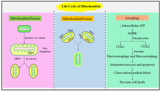 Mitochondrial Dysfunction: A Cellular and Molecular Hub in Pathology of ...