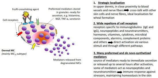 Neuro–Immuno–Psychological Aspects of Chronic Urticaria