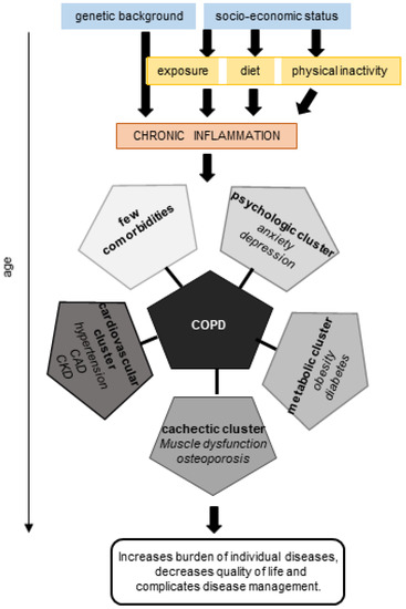 The AGE-RAGE Axis and the Pathophysiology of Multimorbidity in COPD