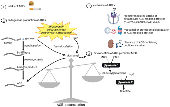 The AGE-RAGE Axis and the Pathophysiology of Multimorbidity in COPD