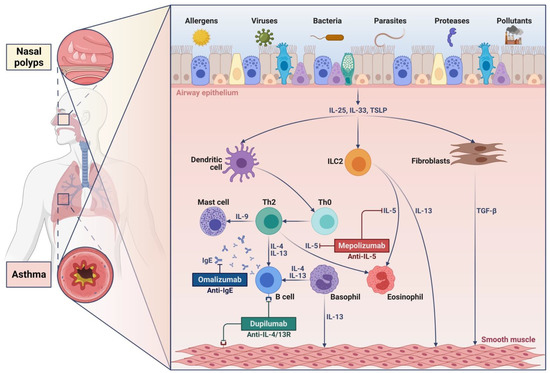 Pathobiology of Type 2 Inflammation in Asthma and Nasal Polyposis