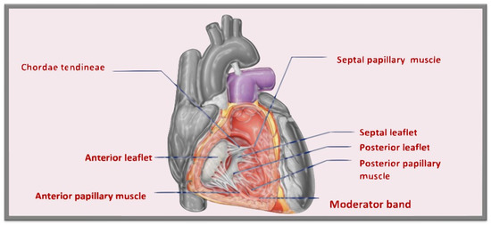 Advances in Imaging for Tricuspid Transcatheter Edge-to-Edge Repair ...