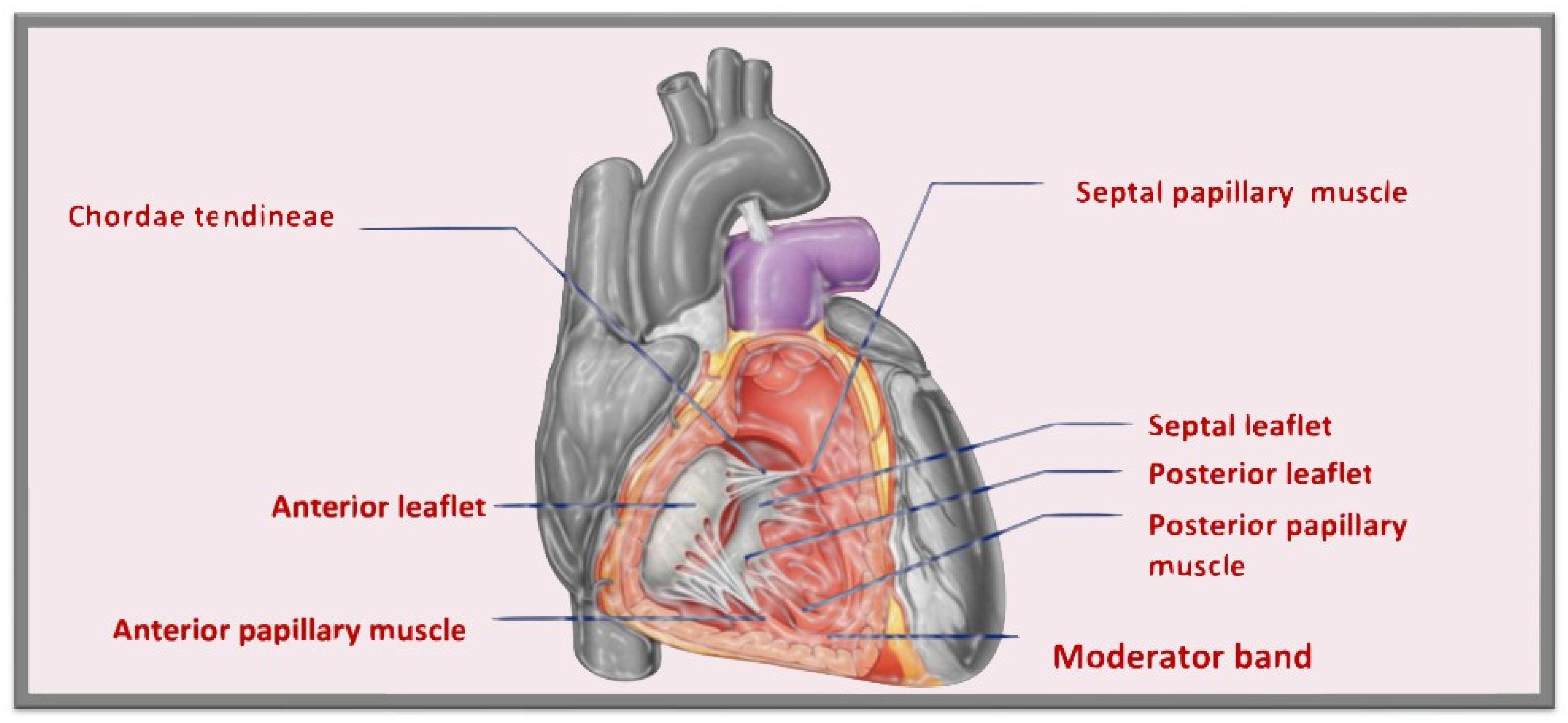 Tricuspid Valve Anatomy Tricuspid Valve Anatomy