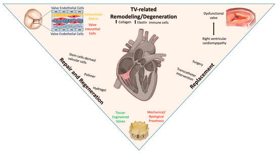 Cellular and Molecular Mechanisms Underlying Tricuspid Valve ...