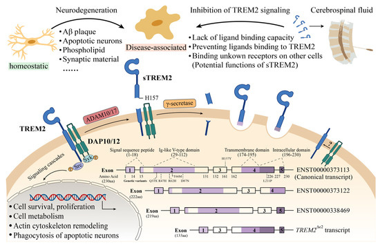 JCM | Free Full-Text | Association between Cerebrospinal Fluid Soluble ...
