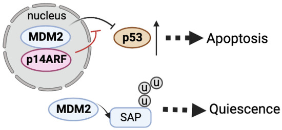 MDM2 Implications for Potential Molecular Pathogenic Therapies of Soft ...