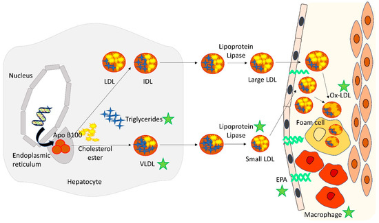 The Emerging Role of Icosapent Ethyl in Patients with Cardiovascular ...