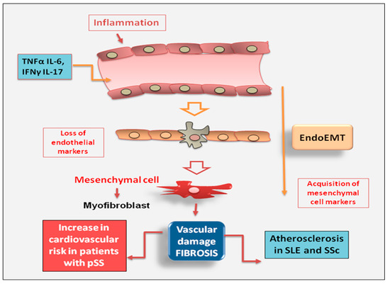 JCM | Free Full-Text | Immune and Non-Immune Inflammatory Cells ...