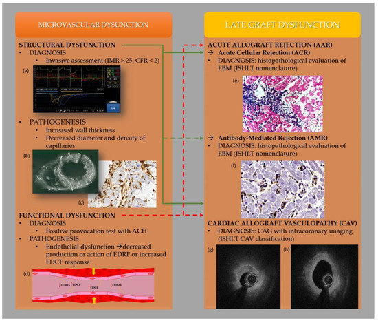 Microcirculatory Disease in Patients after Heart Transplantation
