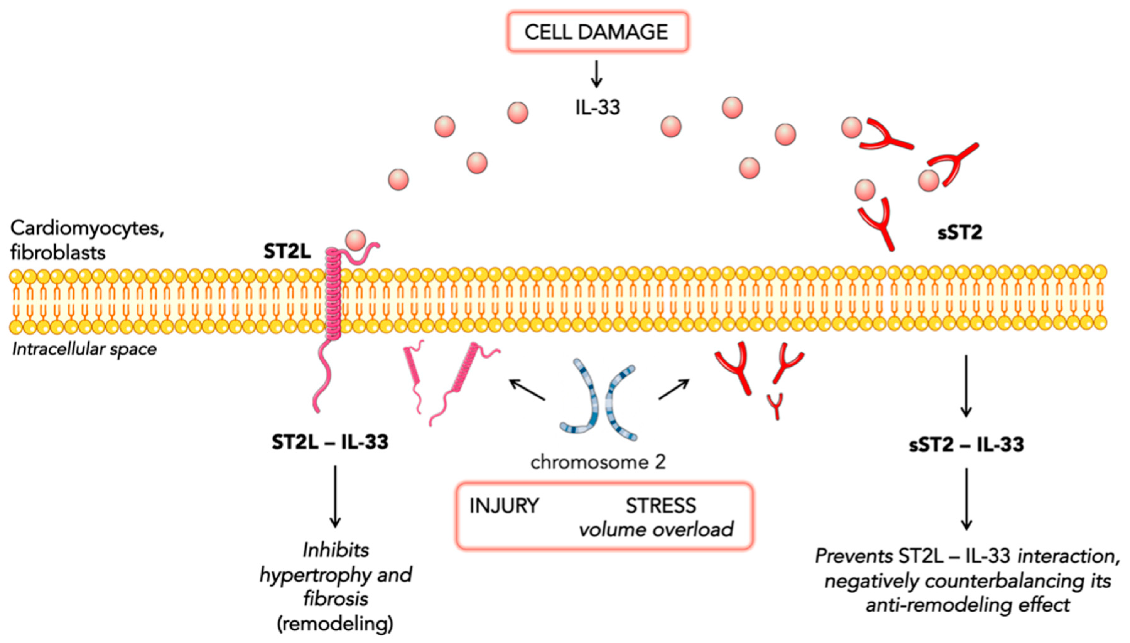 Prognostic Value of sST2 in Heart Failure