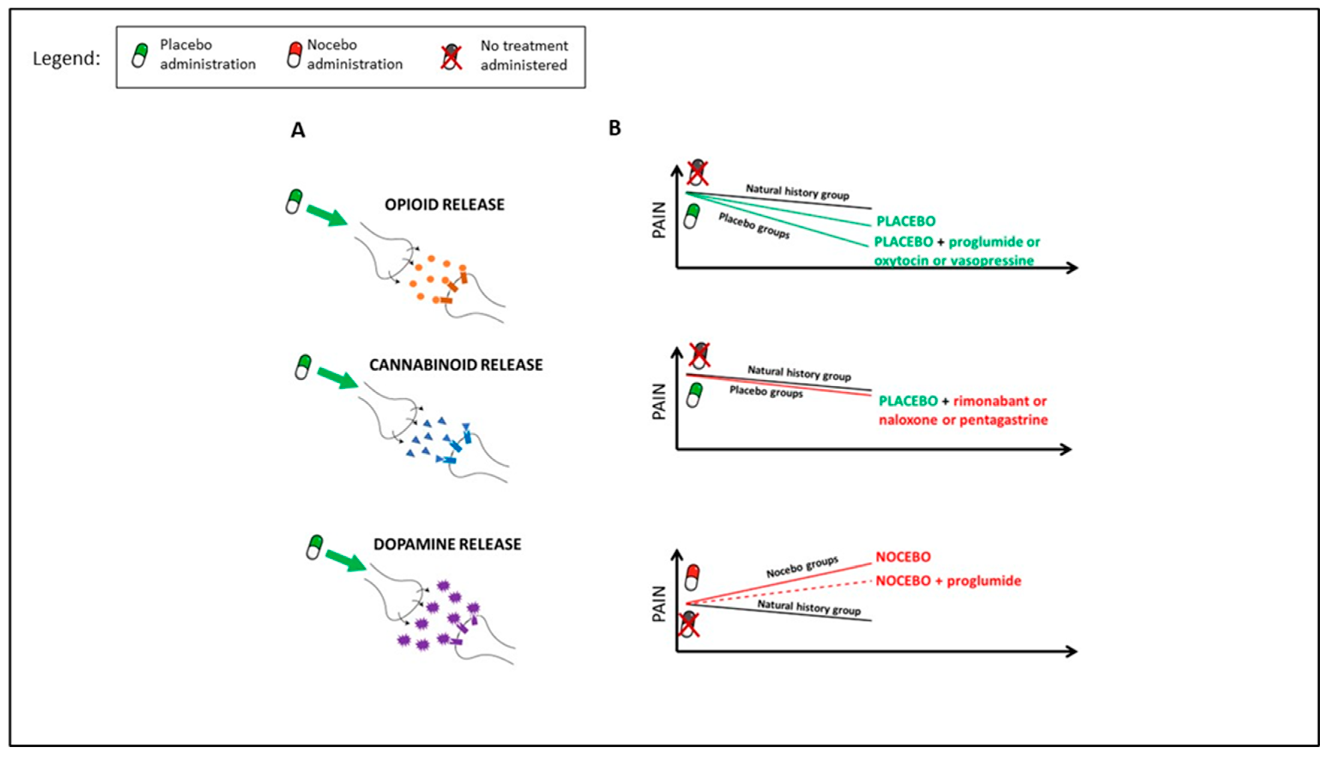 The Biology of Placebo and Nocebo Effects on Experimental and Chronic ...
