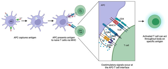 JCM | Free Full-Text | Pathophysiology of Rejection in Kidney Transplantation