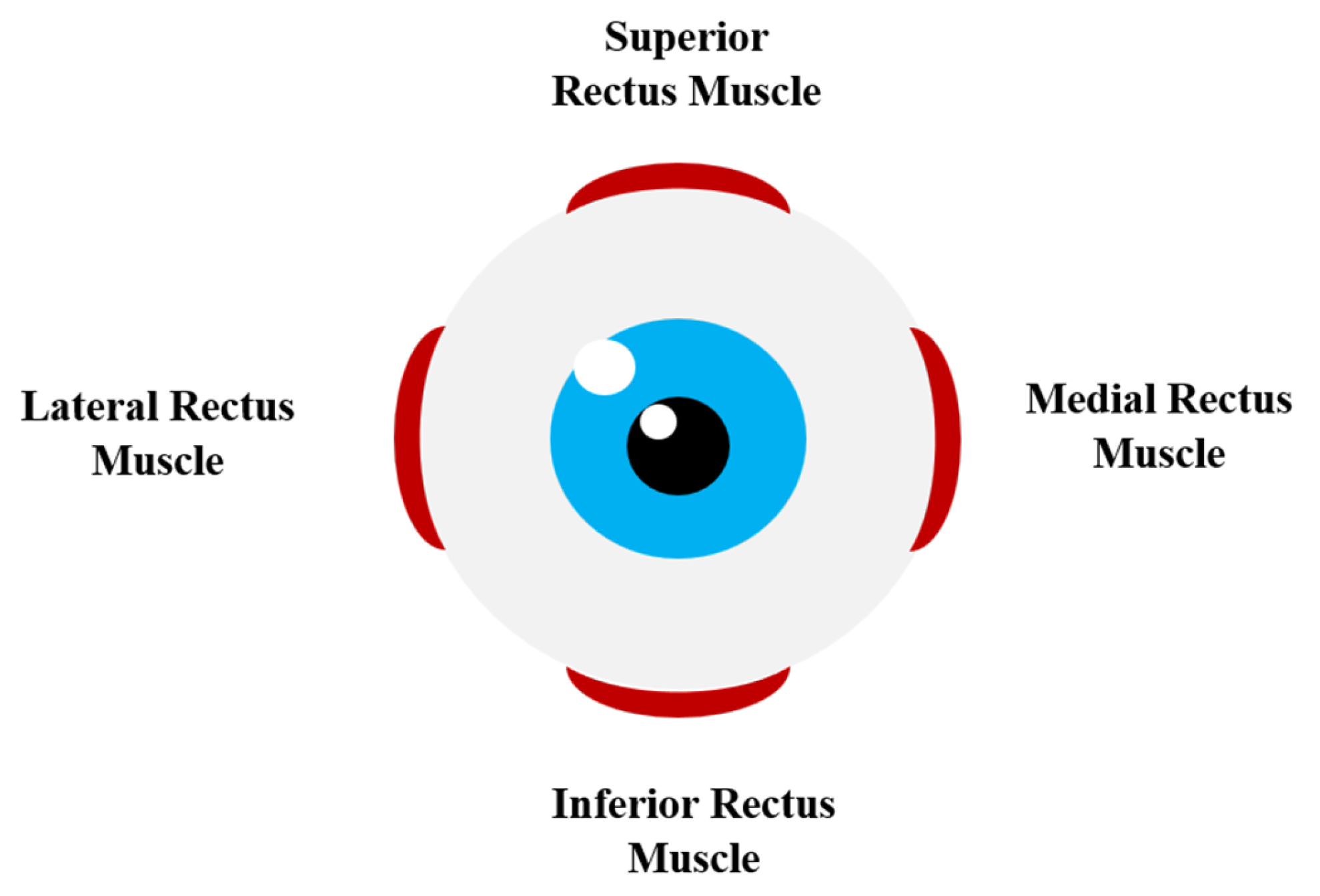 High Myopia and Thickness of Extraocular and Masticatory Muscles—7T MRI ...