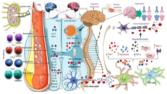 Cellular and Molecular Evidence of Multiple Sclerosis Diagnosis and ...