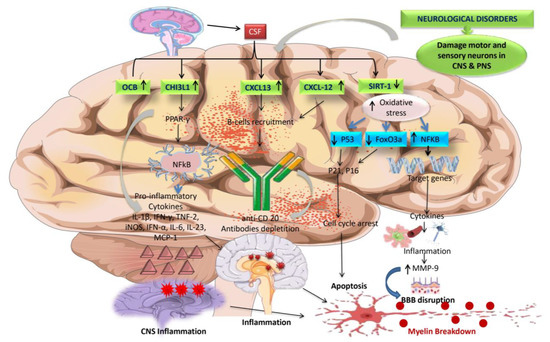 Cellular and Molecular Evidence of Multiple Sclerosis Diagnosis and ...