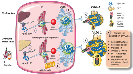 Triglyceride-Rich Lipoprotein Metabolism: Key Regulators of Their Flux