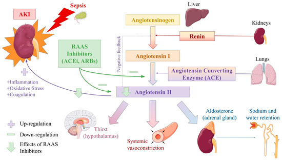 Role of the Renin Angiotensin Aldosterone System in the Pathogenesis of Sepsis-Induced Acute ...