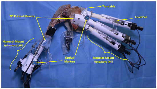 JCM | Free Full-Text | Development of a Cadaveric Shoulder Motion ...