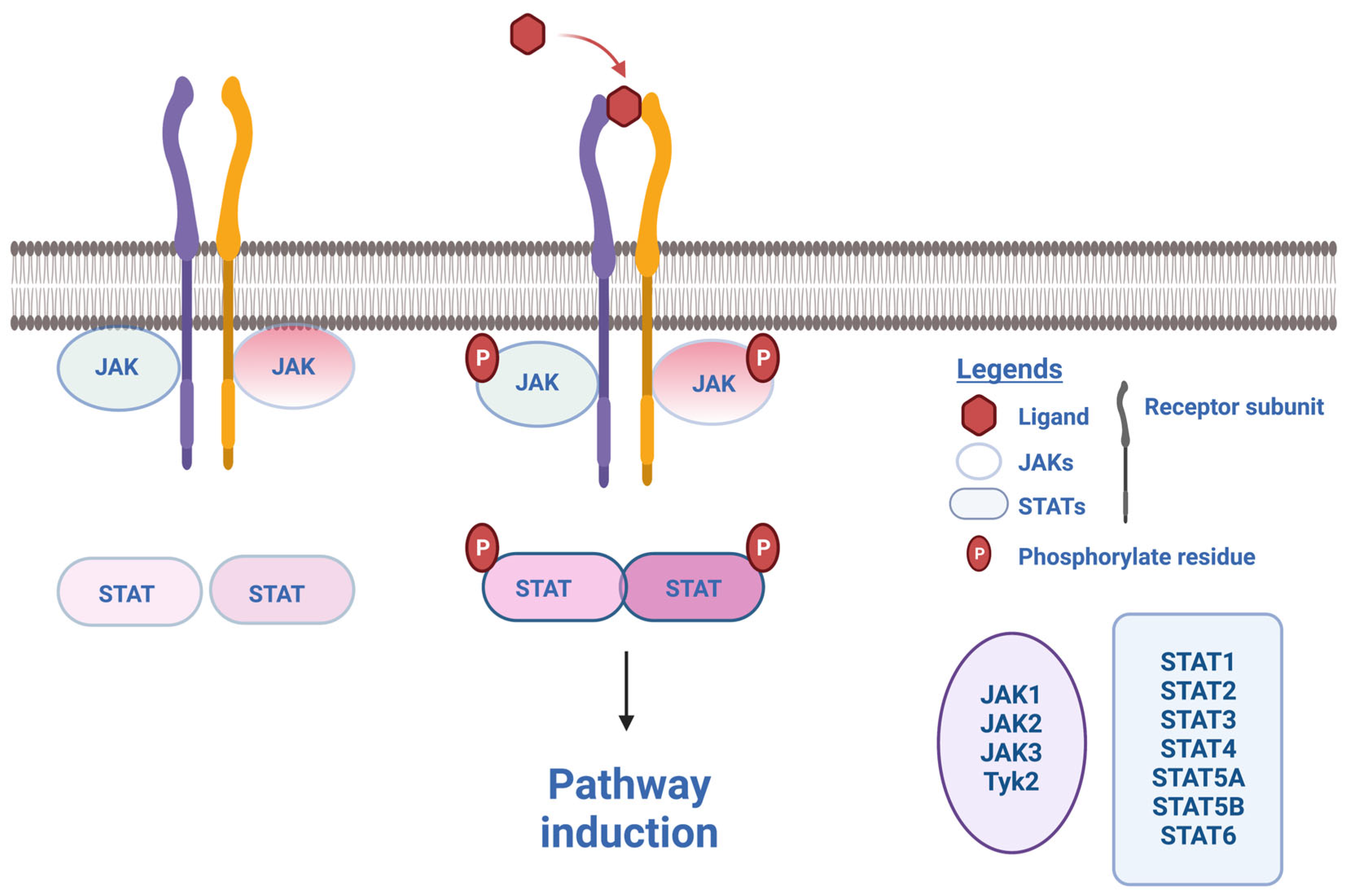 JAK Inhibition in Juvenile Idiopathic Arthritis (JIA): Better Understanding of a Promising ...