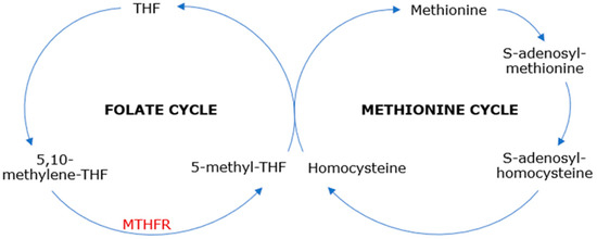 Consistent Correlation between MTHFR and Vascular Thrombosis in ...
