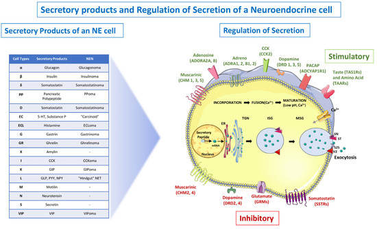 A Comprehensive Review on Neuroendocrine Neoplasms: Presentation, Pathophysiology and Management