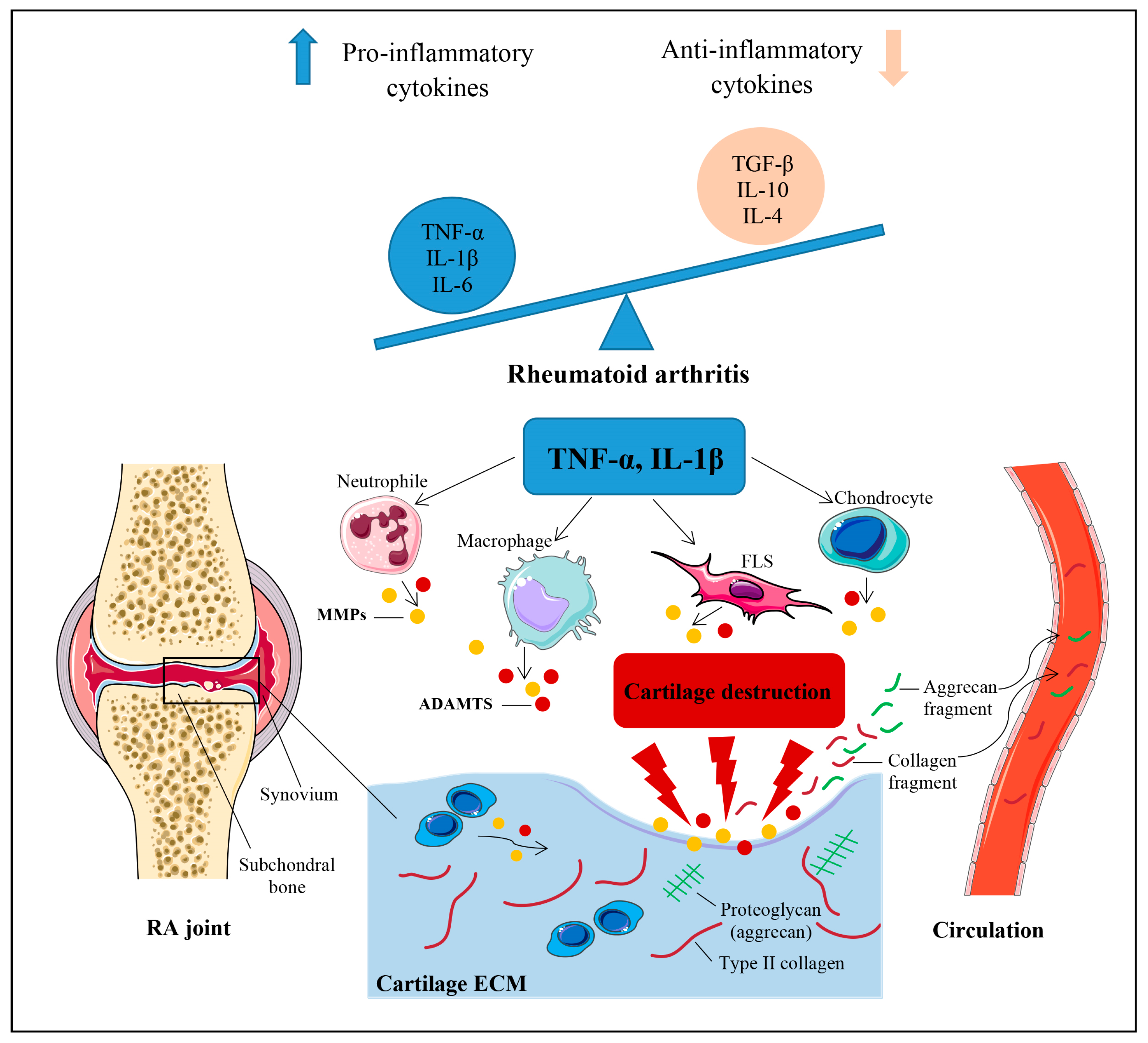 JCM | Free Full-Text | Effects of Etanercept and Adalimumab on Serum Levels of Cartilage ...